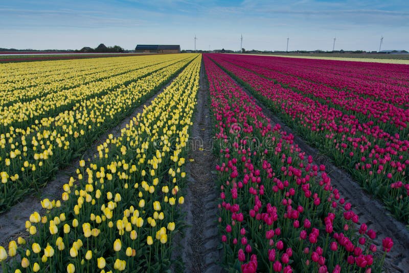 Pretty Field of Tulips in Bloom Stock Photo - Image of outdoors, petal ...