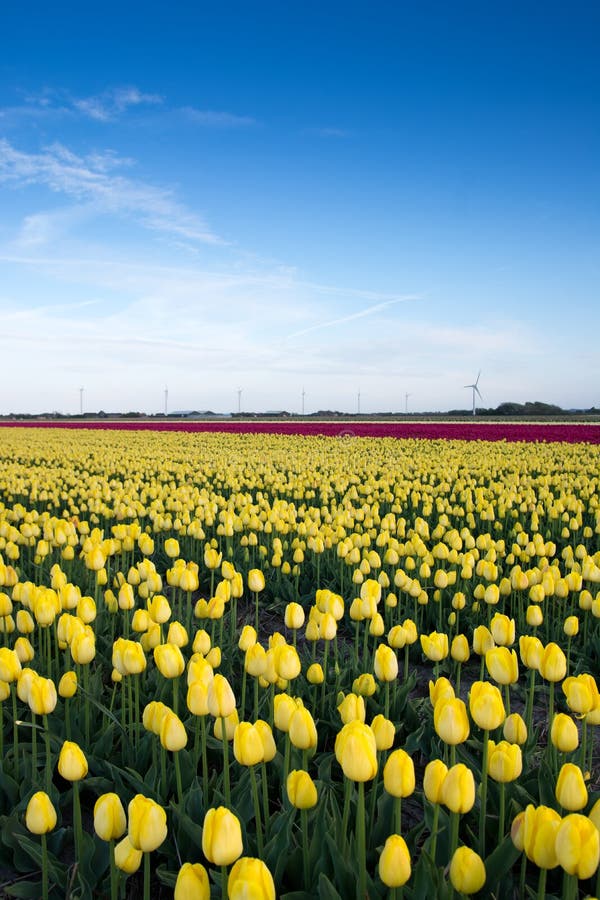 Pretty Field of Tulips in Bloom Stock Photo - Image of flower ...