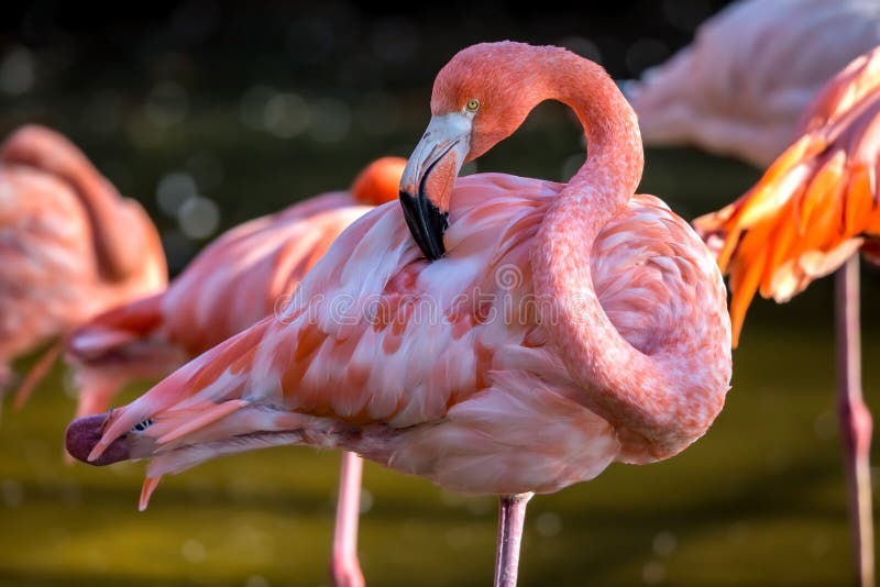 Pretty Flamingo Up Close Shot Stock Photo - Image of outdoor, feather ...