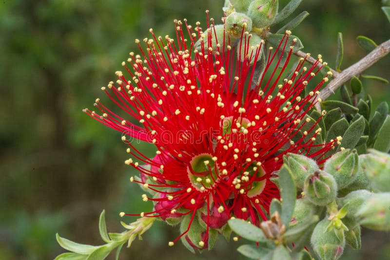Pretty flower stock photo. Image of flower, nature, australian - 47751546