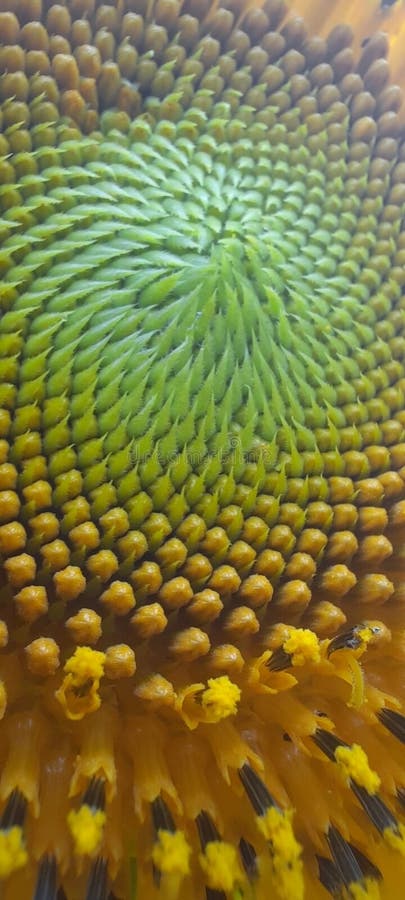 Pretty Flower Bloom Spring Yellow Sunflower Pollen Growing Big Stock ...