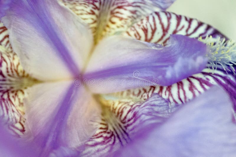 Pretty flower stock photo. Image of flower, pretty, close - 148185122