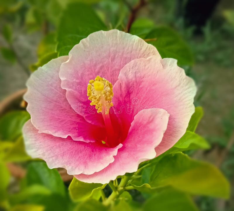 Pretty Flower in the Garden Stock Image - Image of beauty, garden ...