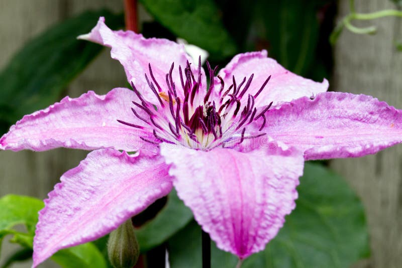 Pretty flower stock image. Image of flora, purple, green - 57110717