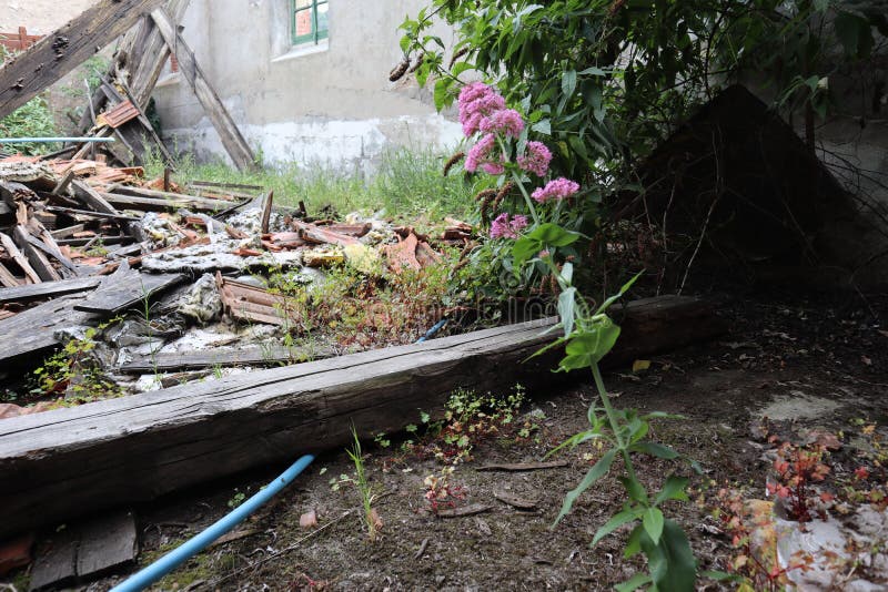 Pretty Flower in an Old Ruin in France Stock Photo - Image of france ...