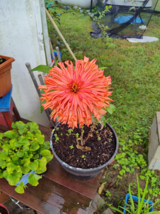 Pretty flower in a pot stock image. Image of soil, herb - 238097187