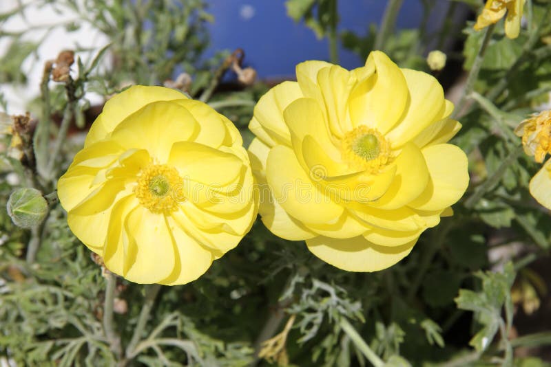 Pretty flower - 0078414 stock image. Image of nature - 78396173