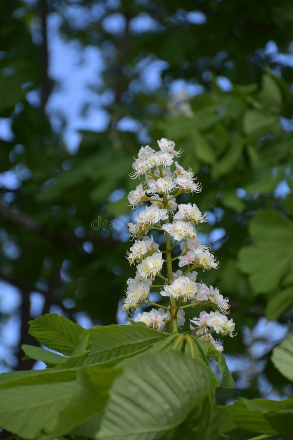 630 Flowering Conker Stock Photos - Free & Royalty-Free Stock Photos ...