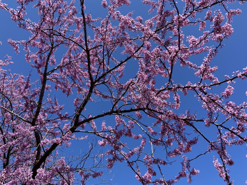 Pretty Flowering Eastern Redbud Tree in April in Spring Stock Photo ...