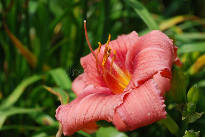 Pretty Flowering Pink Lily in a Garden Stock Photo - Image of garden ...