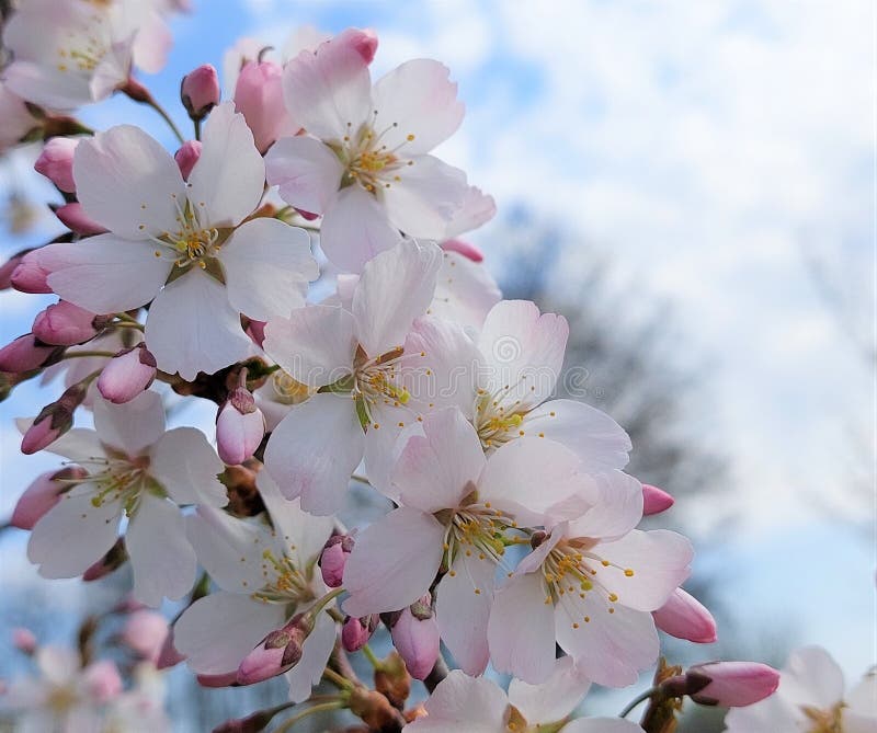 Cherry blossom tree stock photo. Image of plant, spring - 275833424