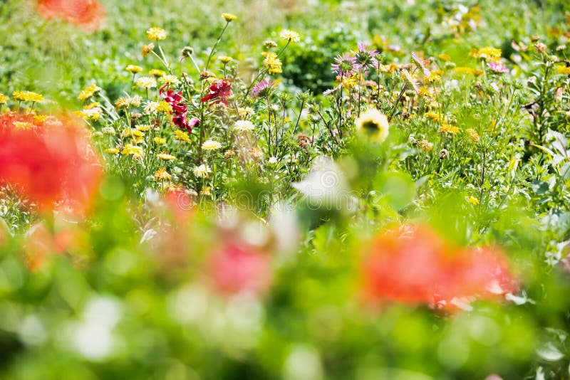 Pretty Flowers Growing in Field Stock Image - Image of seller, flowers ...