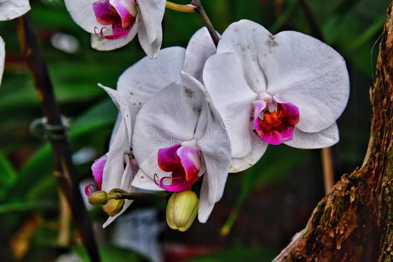 White red group of flowers stock photo. Image of flowers - 117797892