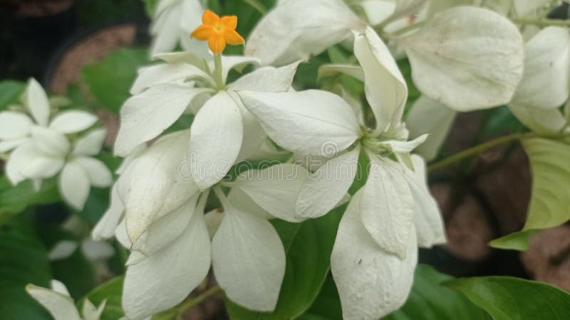 Pretty Flowers Grow in the Rice Fields Stock Image - Image of rendah ...
