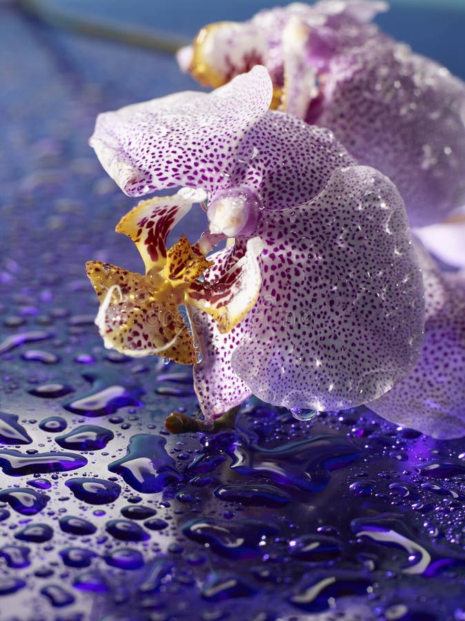 Pretty flowers stock photo. Image of water, flower, focus - 30733918