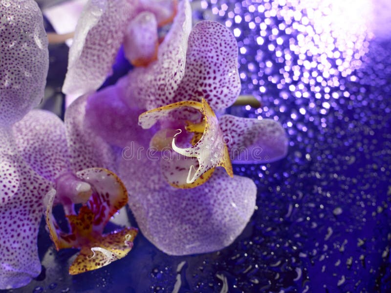 Pretty flowers stock photo. Image of surface, reflective - 30733930