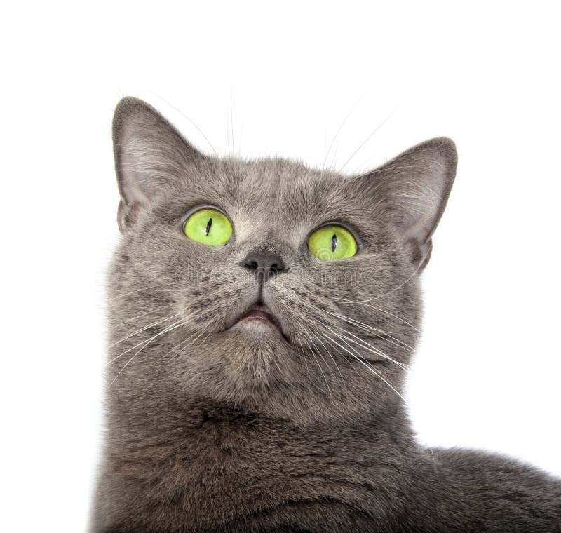 Pretty Fluffy Blue Gray British Cat Isolated on the White Stock Image ...