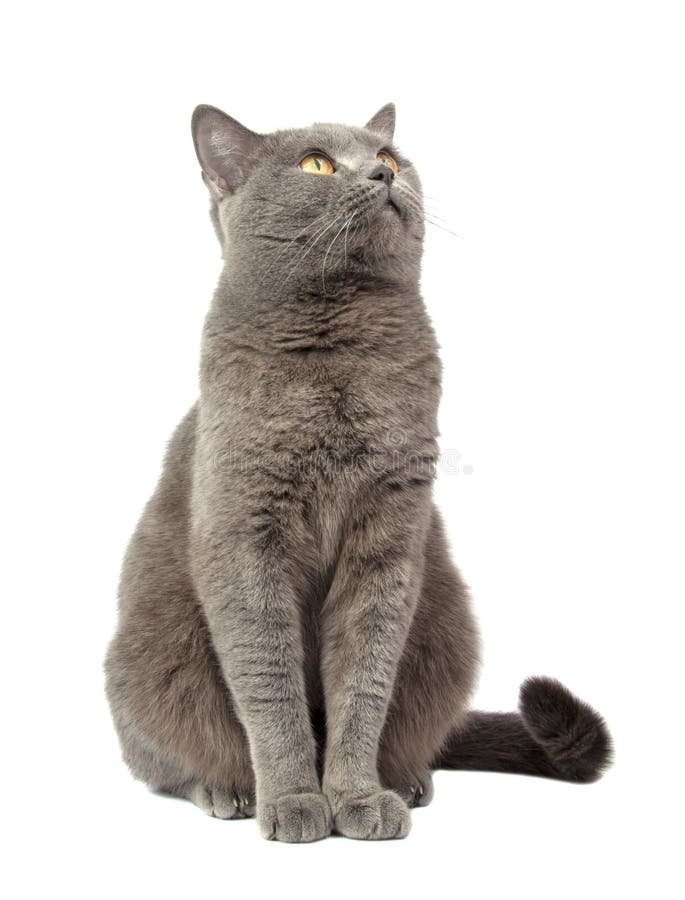 Pretty Fluffy Blue Gray British Cat Isolated on the White. Good Choice ...
