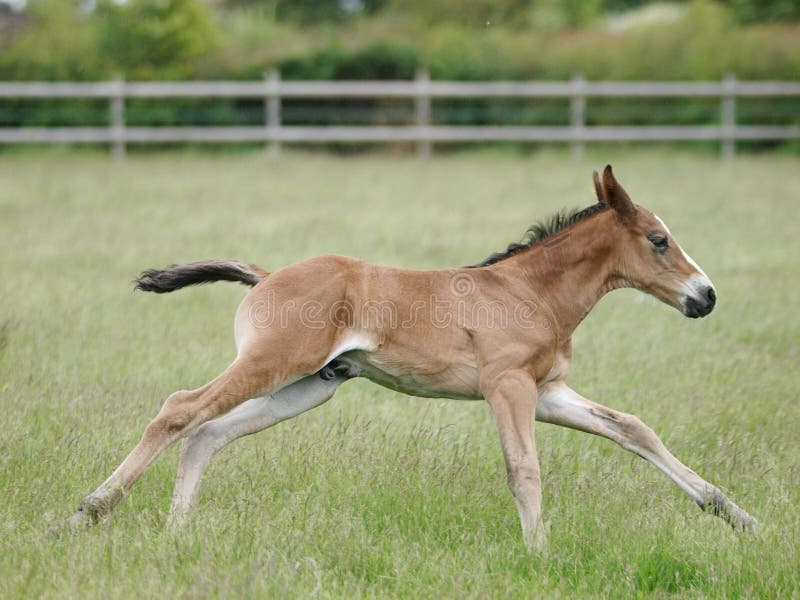 Running foal stock image. Image of motion, green, cute - 31254649