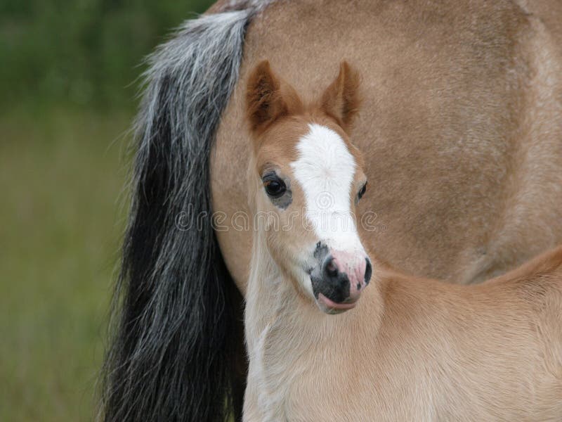 Pretty Foal stock photo. Image of ears, equestrian, spring - 104307374