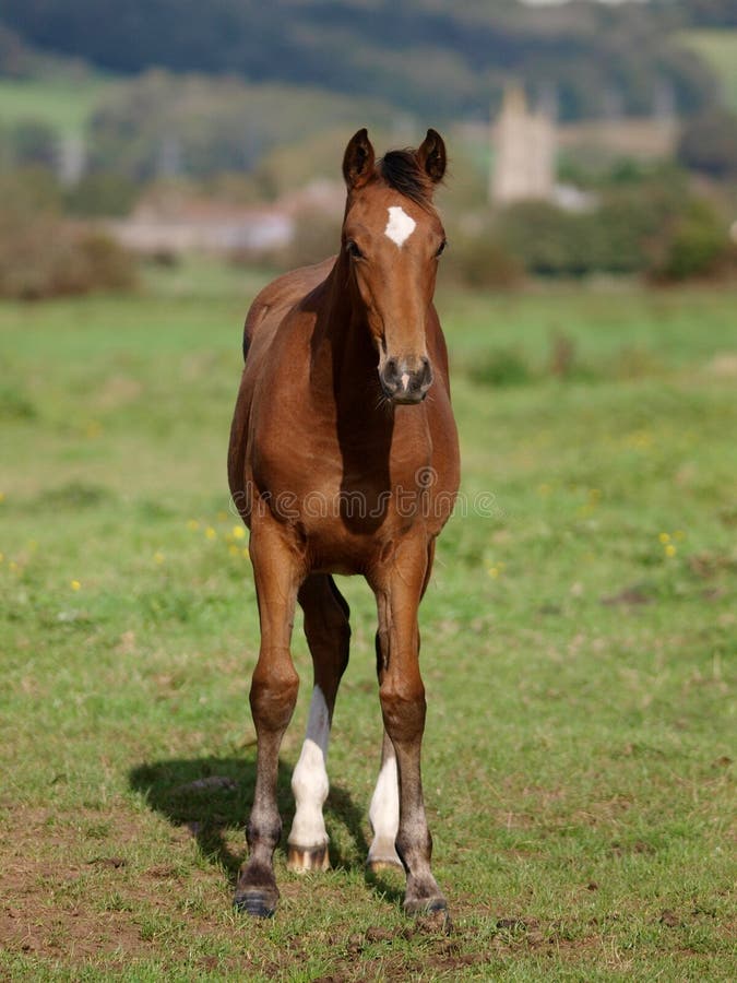 Standing Foal stock image. Image of meadow, field, pony - 28782975