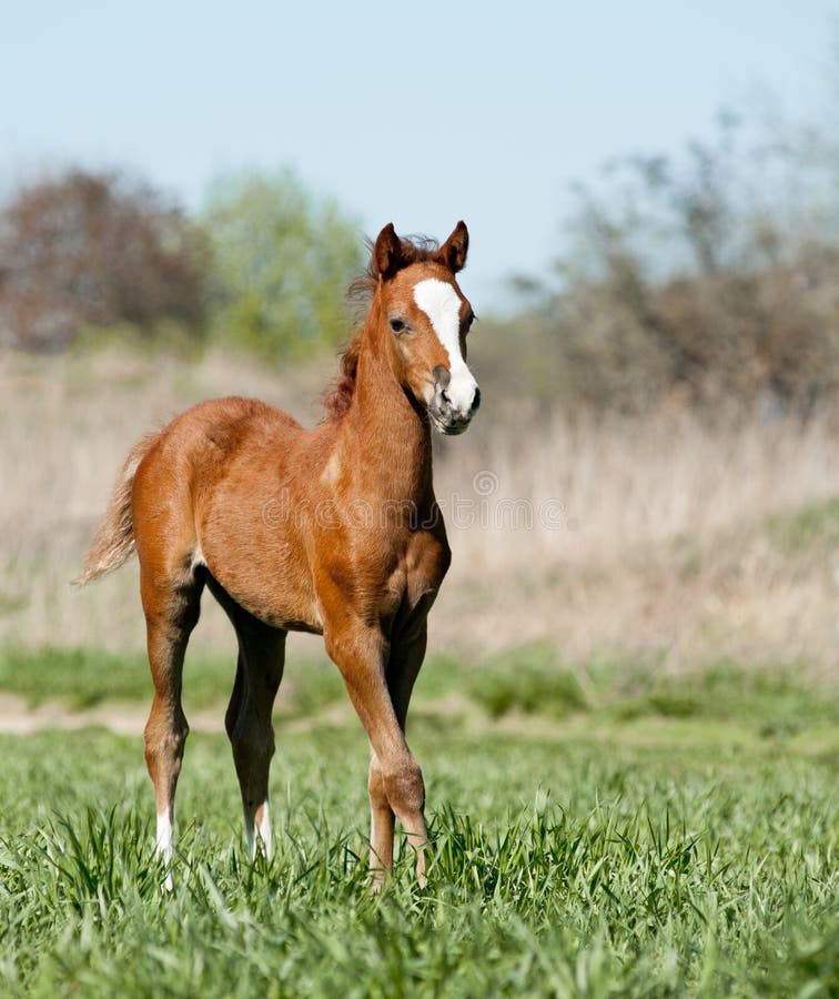 A pretty foal stock photo. Image of equus, quarter, beautiful - 51003694