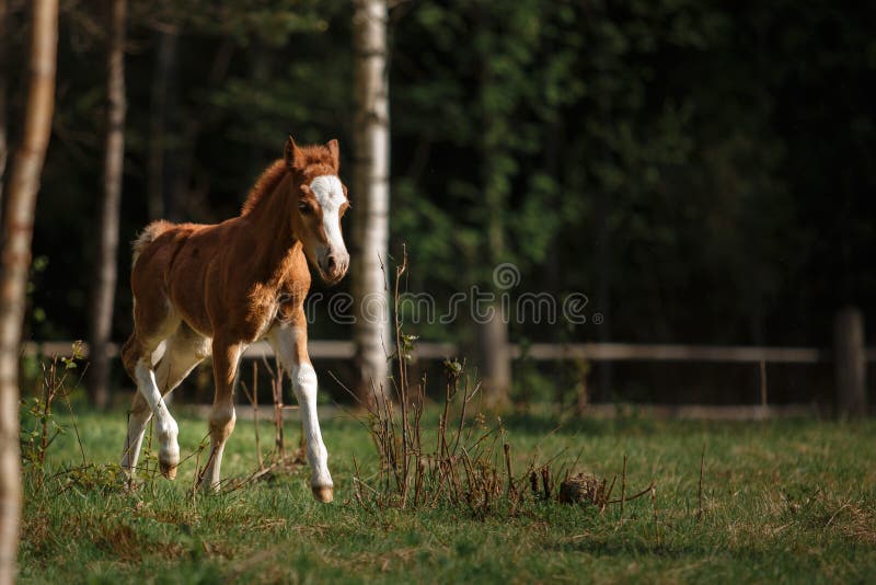 A Pretty Foal Stands in a Summer Paddock Stock Image - Image of brown ...