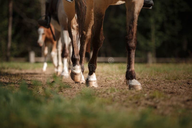 A Pretty Foal Stands in a Summer Paddock Stock Image - Image of green ...