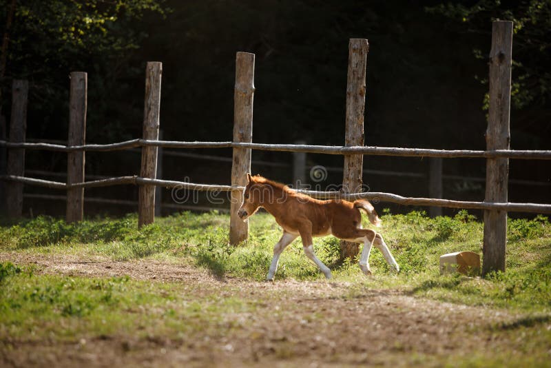 A Pretty Foal Stands in a Summer Paddock Stock Photo - Image of meadow ...