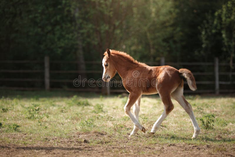 A Pretty Foal Stands in a Summer Paddock Stock Photo - Image of mammal ...