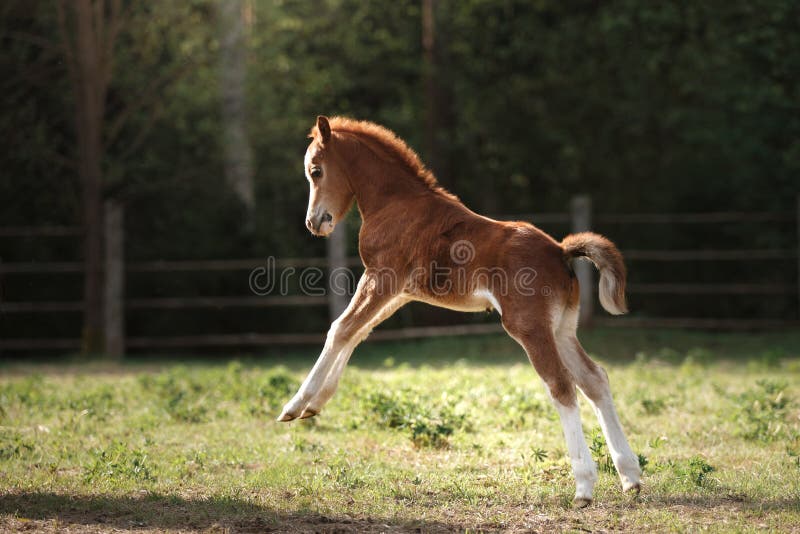 A Pretty Foal Stands in a Summer Paddock Stock Photo - Image of cute ...