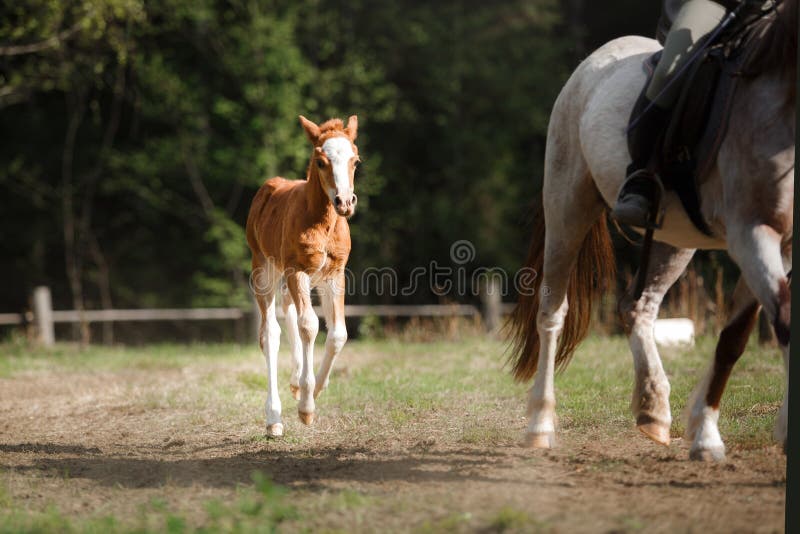 A Pretty Foal Stands in a Summer Paddock Stock Image - Image of green ...