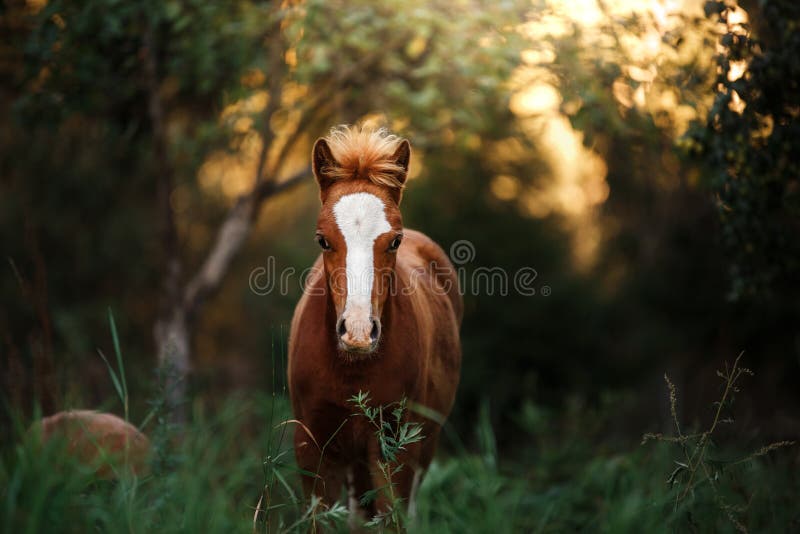 A Pretty Foal Stands in a Summer Paddock Stock Photo - Image of horse ...