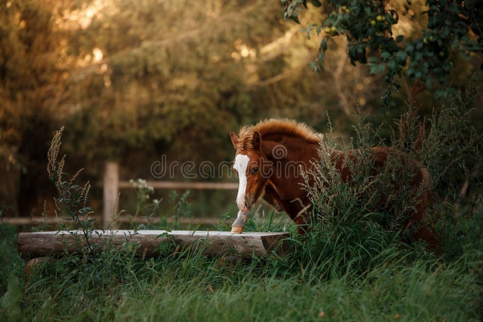 A Pretty Foal Stands in a Summer Paddock Stock Photo - Image of mane ...