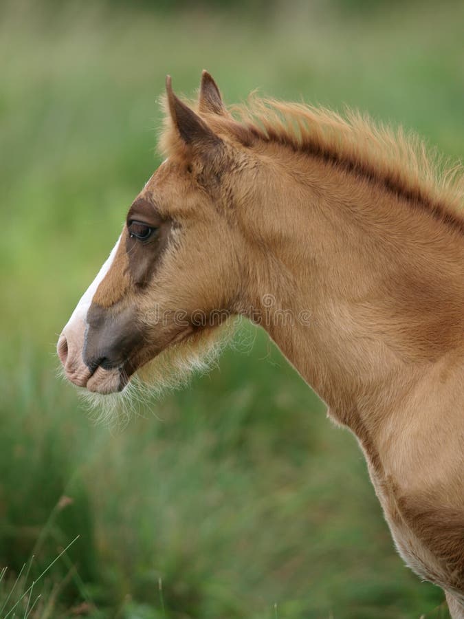 Pretty Foal stock photo. Image of single, mare, equine - 129923438