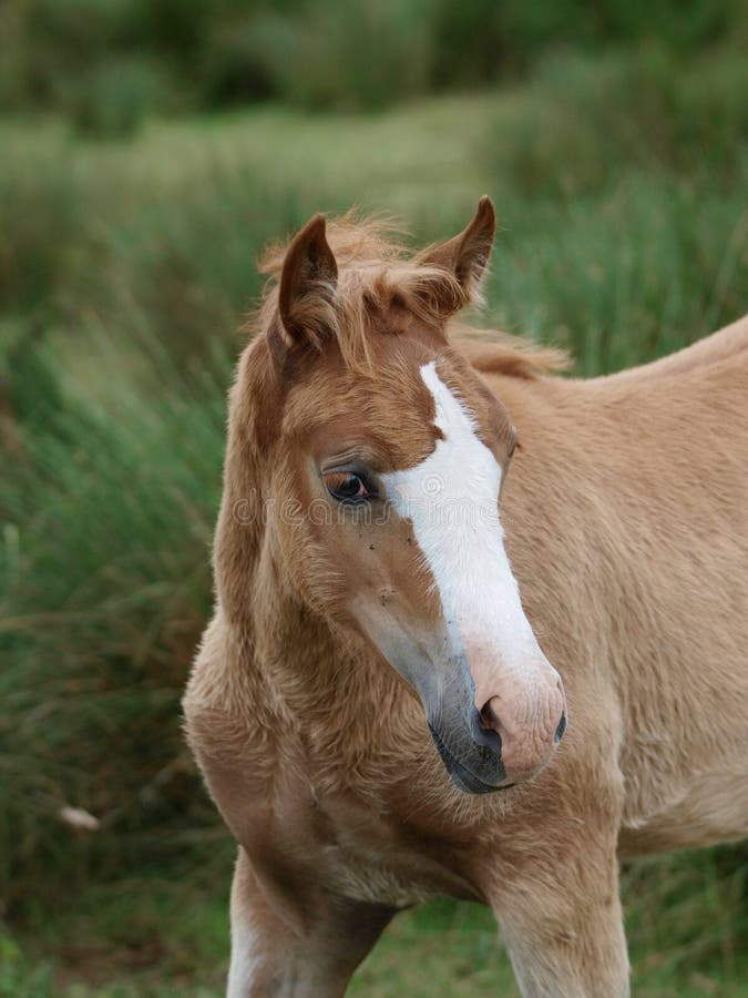 Pretty Foal stock photo. Image of pony, liberty, meadow - 153359218