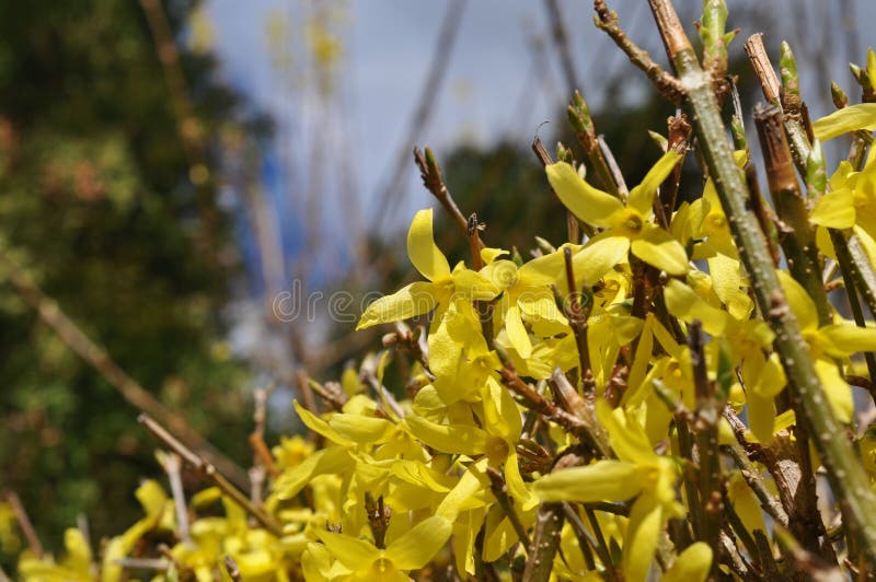 Pretty forsythia flowers stock image. Image of wildflower - 346478073