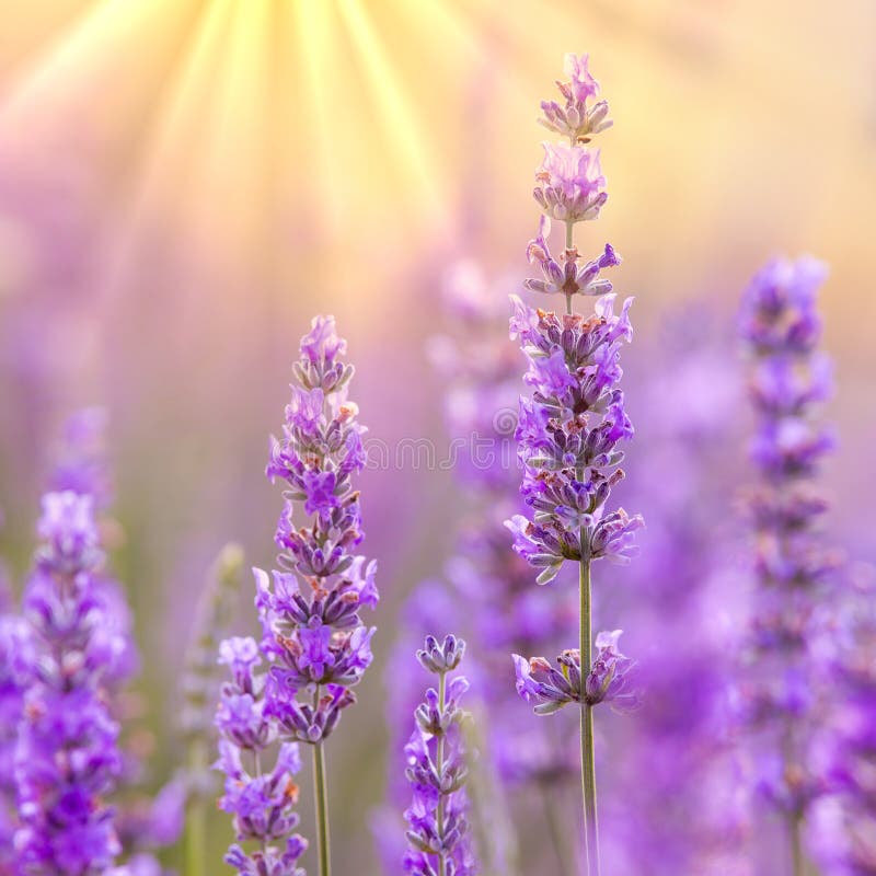 Pretty Fresh lavender stock image. Image of wild, grass - 145870753