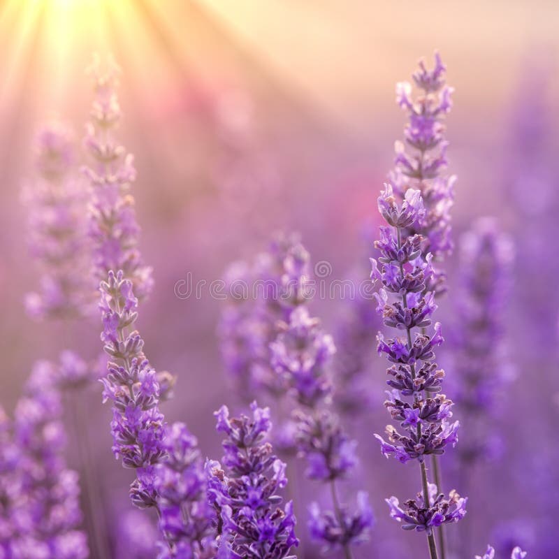 Pretty Fresh lavender stock image. Image of purple, flowers - 145870693