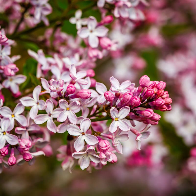 Pretty Fresh Lilacs stock photo. Image of lilac, beauty - 145868700