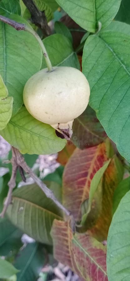A pretty gawa stock photo. Image of plant, produce, deciduous - 195223076