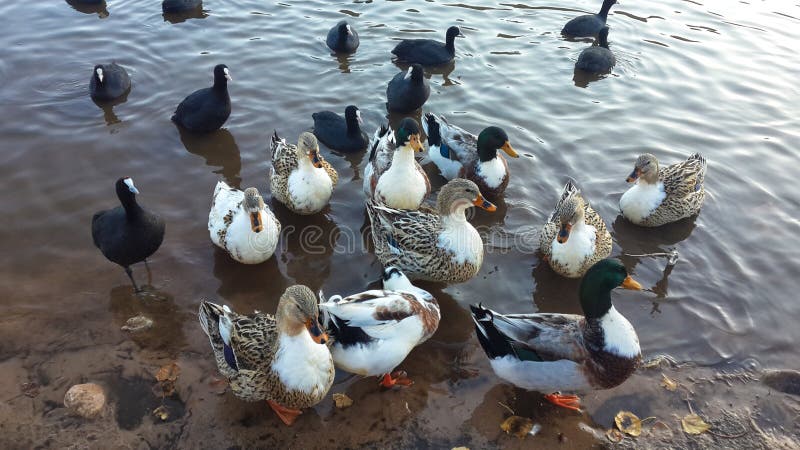 Pretty geese in a lake stock image. Image of morocco - 231173679
