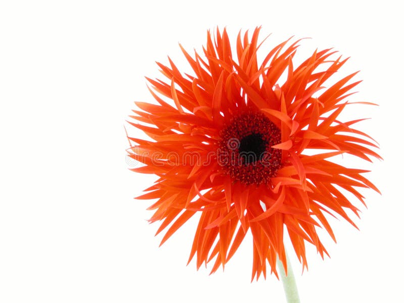 Pretty gerbera stock photo. Image of details, petals, lovely - 1049534