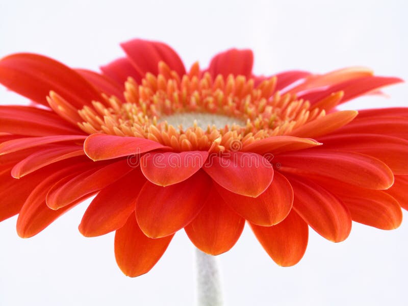 Pretty gerbera stock image. Image of petals, spring, gerber - 464085
