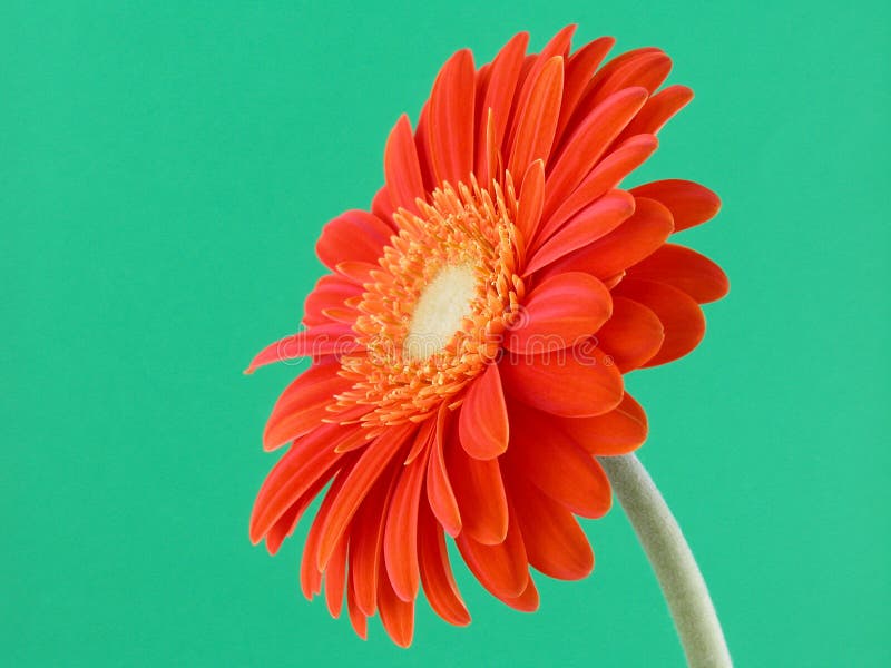 Pretty gerbera stock image. Image of isolated, petal, detail - 468489