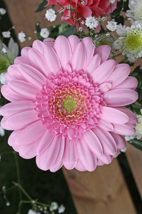 Pretty gerbera flower stock photo. Image of bloom, flora - 24698718
