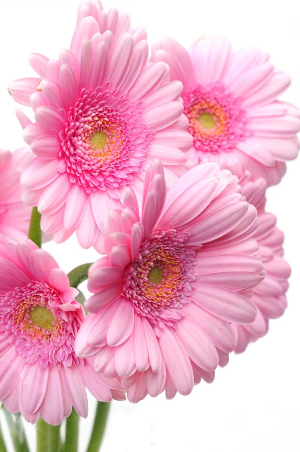 Pretty gerbera flowers stock photo. Image of plant, botany - 10019106