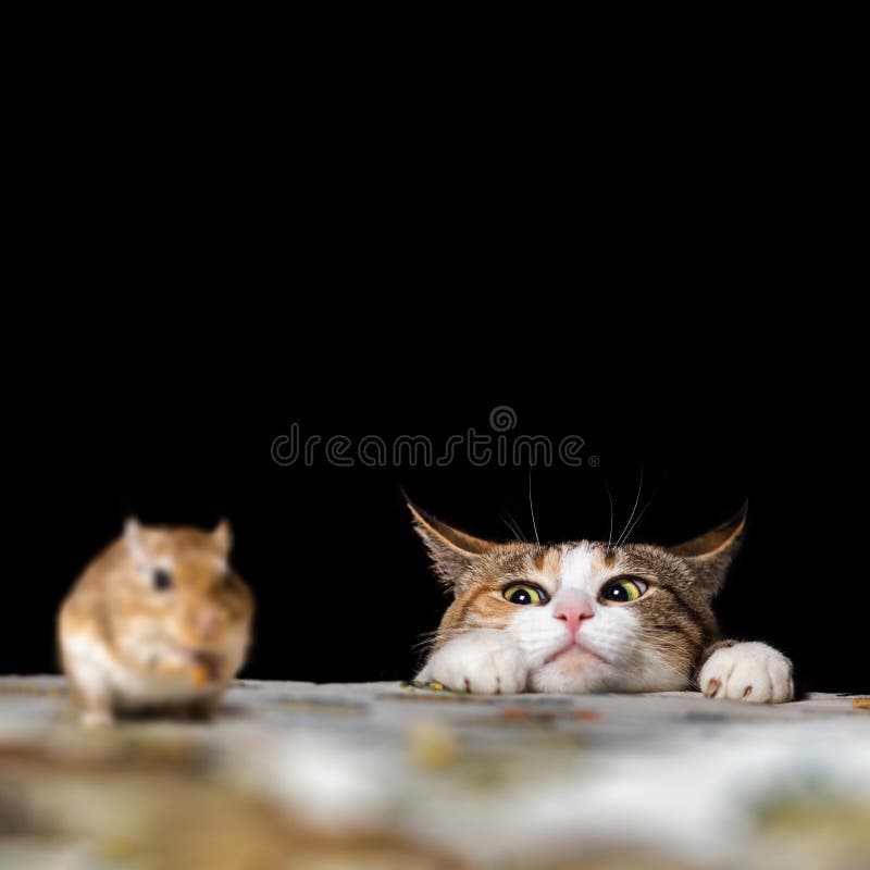 Cat Killing Rat Stock Photos - Free & Royalty-Free Stock Photos from ...