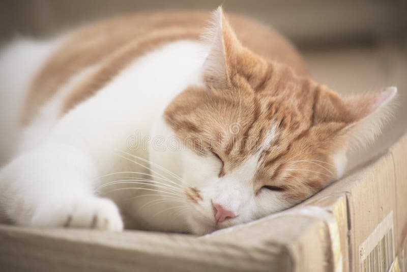 Ginger Tomcat stock image. Image of fluffy, exhausted - 117600003