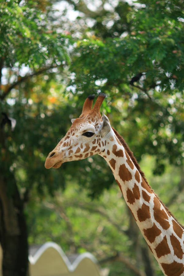 Giraffe Picture. Image: 13657347
